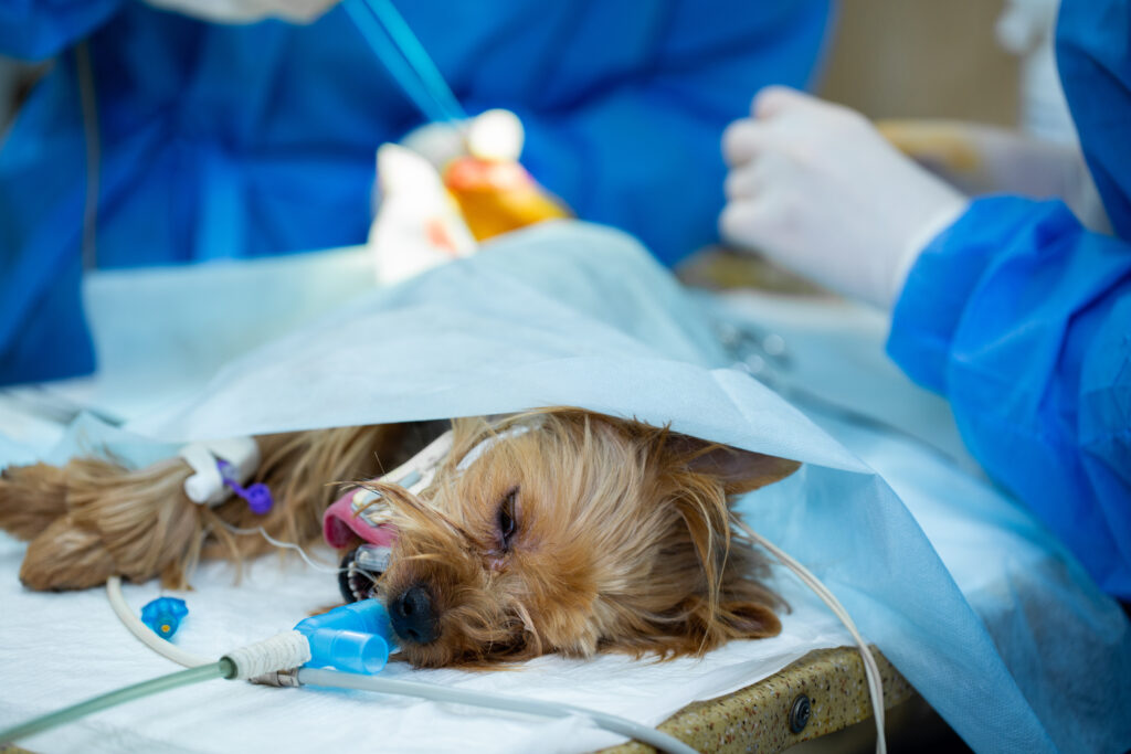 Surgery - Animal Emergency Hospital DeLand