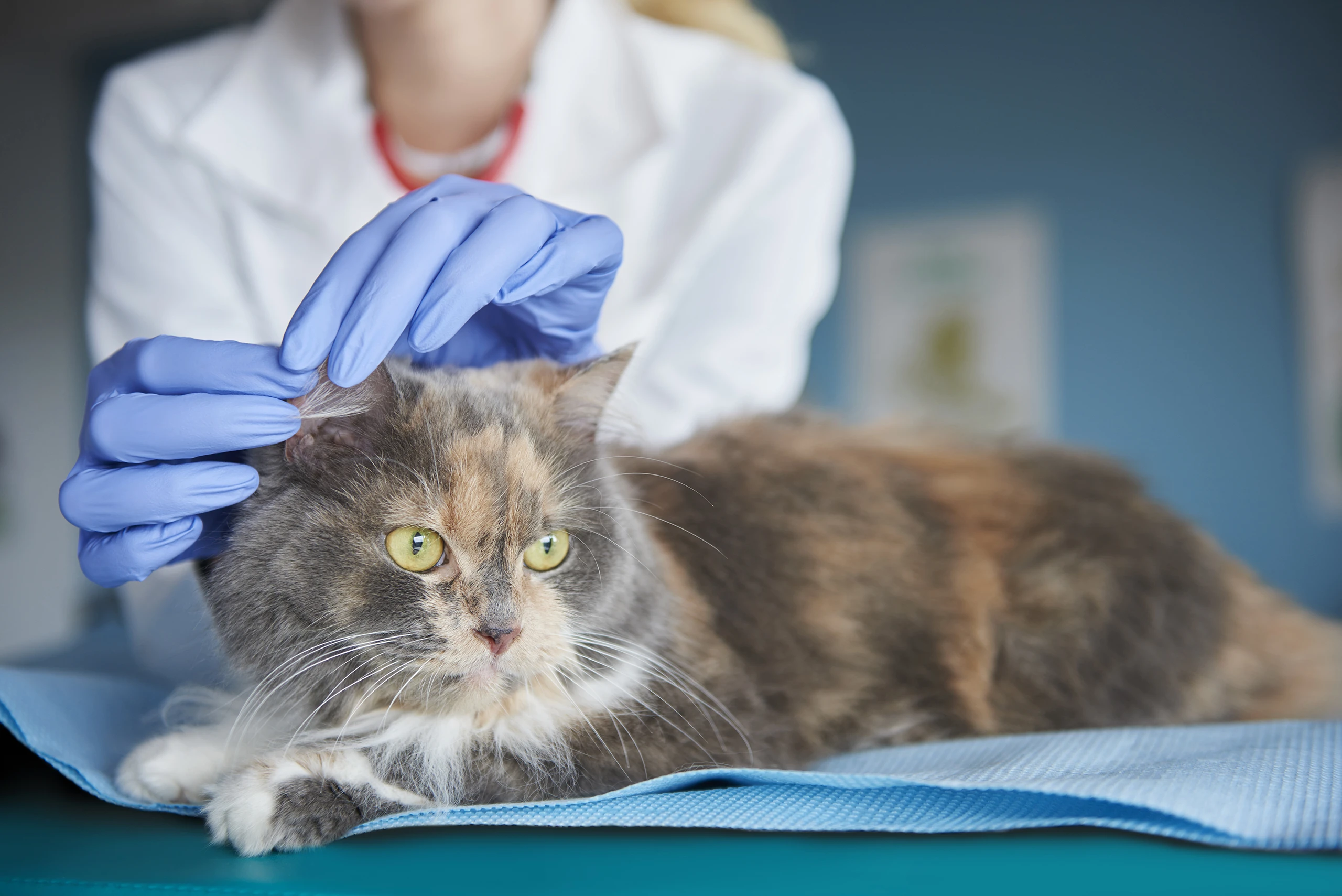 Meet Our ER Veterinary Team - Animal Emergency Hospital DeLand