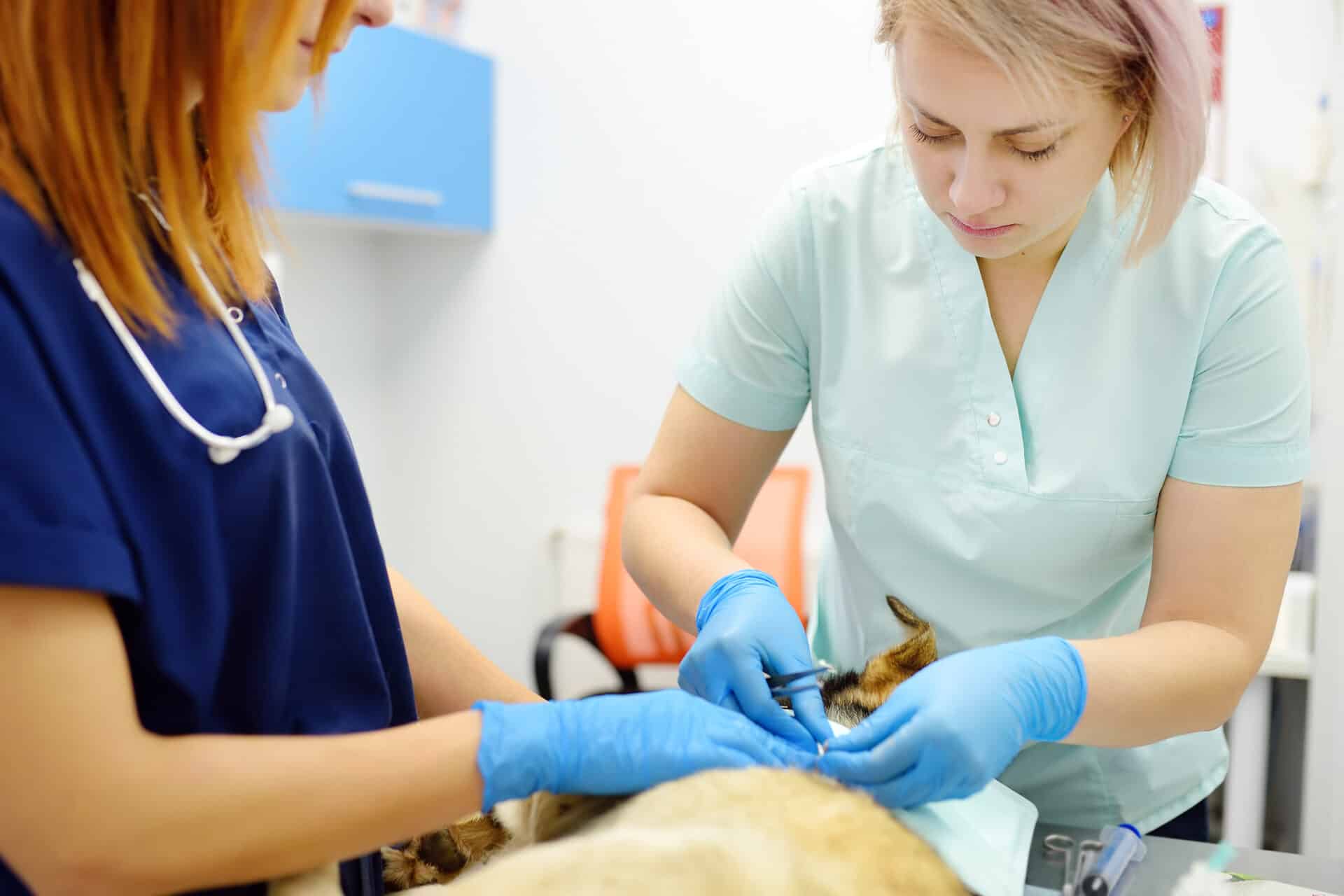 Surgery - Animal Emergency Hospital DeLand